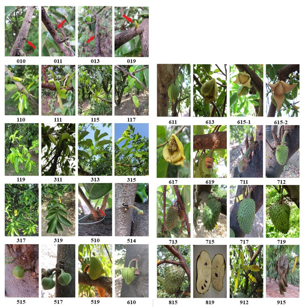 Phenological growth stages of soursop trees (Annona muricata L.) based ...