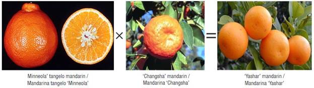 Reduction of seed number in ‘Yashar’ mandarin by application of copper ...