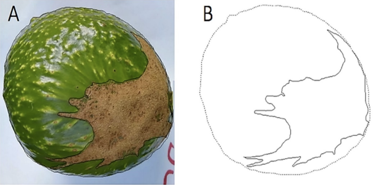 CIE L*a*b* polygon for quantifying scab (Sphaceloma perseae) in avocado ...
