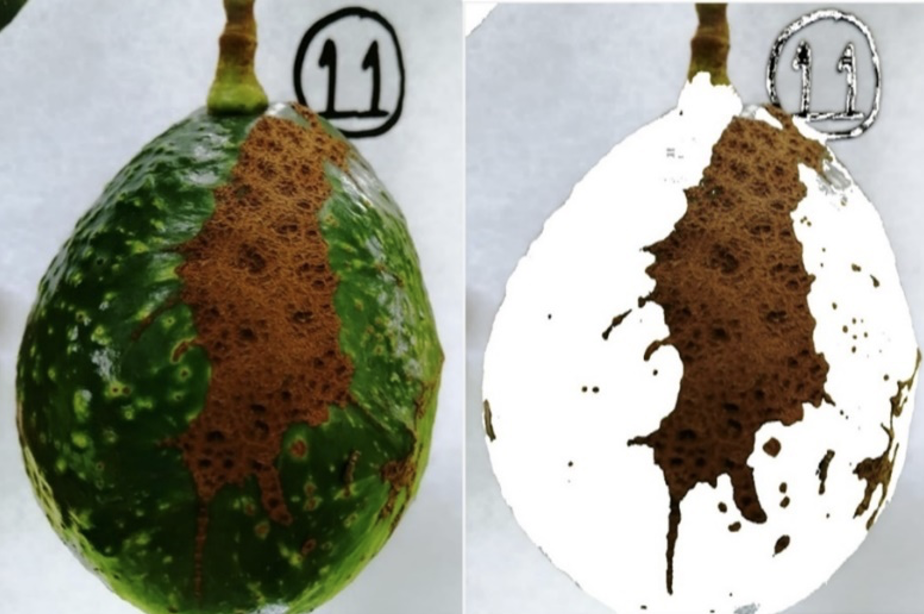 CIE L*a*b* polygon for quantifying scab (Sphaceloma perseae) in avocado ...