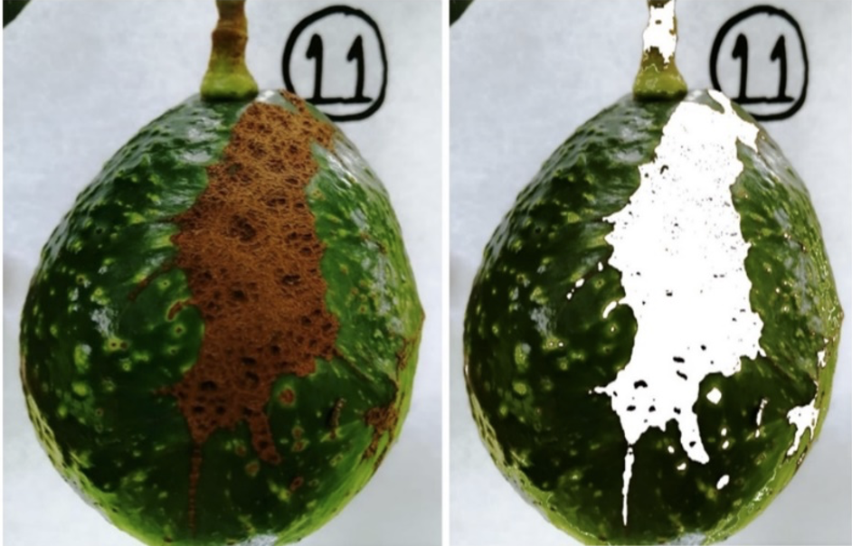 CIE L*a*b* polygon for quantifying scab (Sphaceloma perseae) in avocado ...