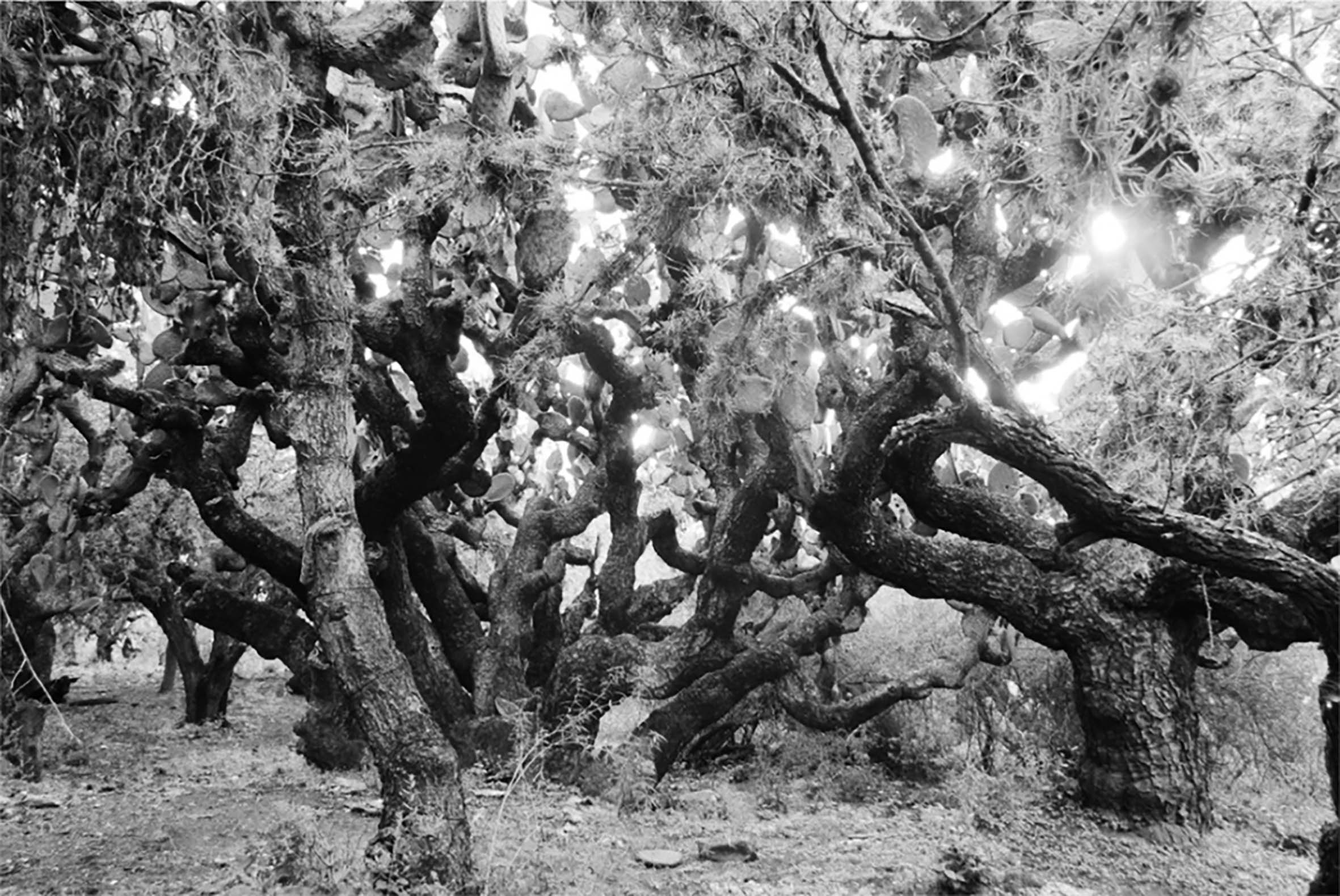 El Tunal Grande y los tunales asociados Hábitat de recolectores cazadores