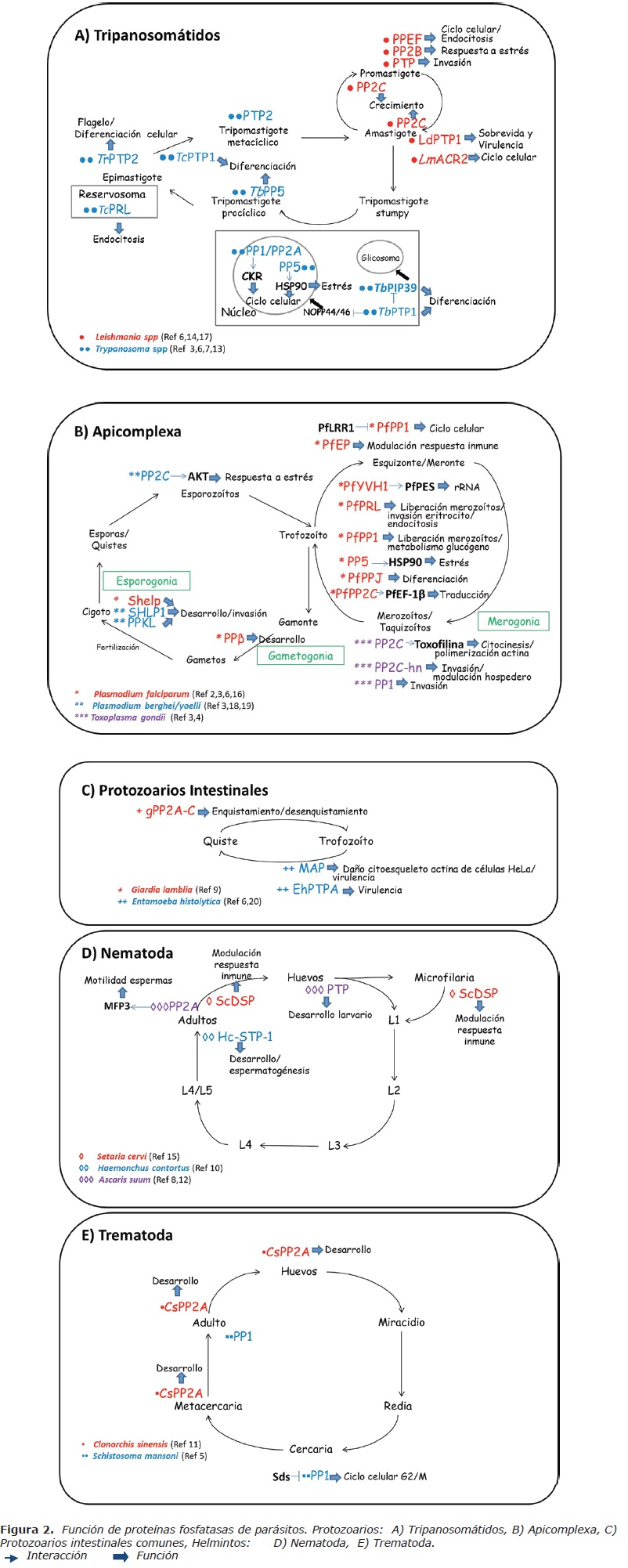 Proteínas fosfatasas de parásitos: más allá de una función