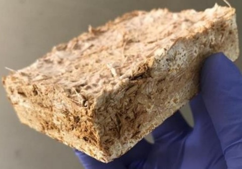 Biomateriales basados en micelio: prototipo de biotabique en la región ...