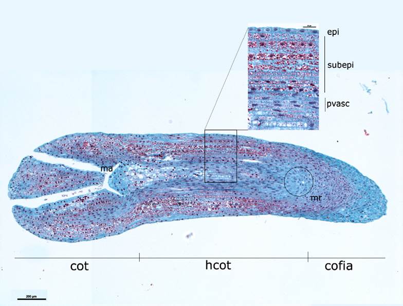 Morfogénesis in vitro de brotes adventicios del pinabete mexicano ...
