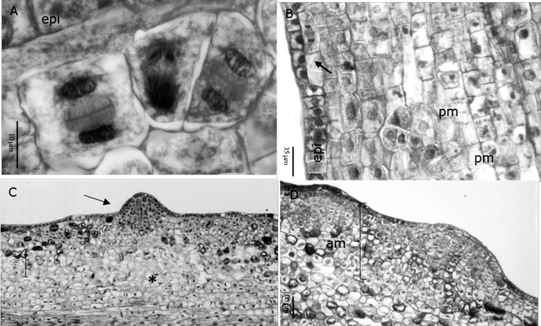Morfogénesis in vitro de brotes adventicios del pinabete mexicano ...
