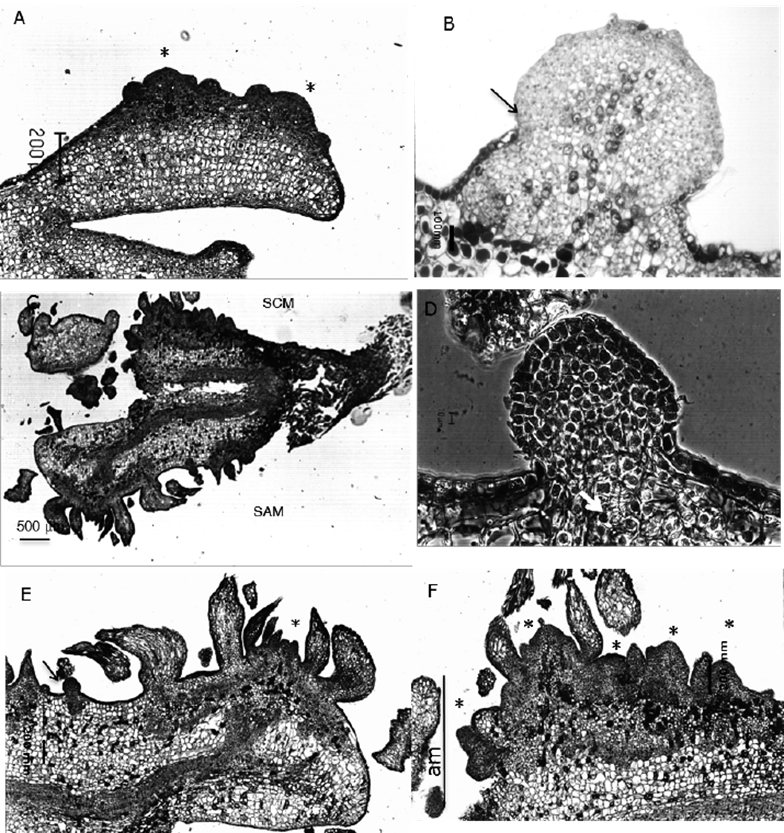 Morfogénesis in vitro de brotes adventicios del pinabete mexicano ...