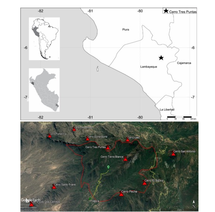 Vegetación arbórea del Cerro Tres Puntas de Pilasca, (Salas-Motupe ...