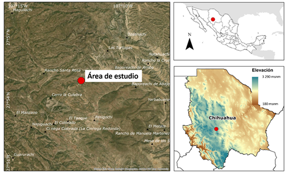 Impacto de Ips confusus Wood & Bright, 1992 en el incremento radial de ...