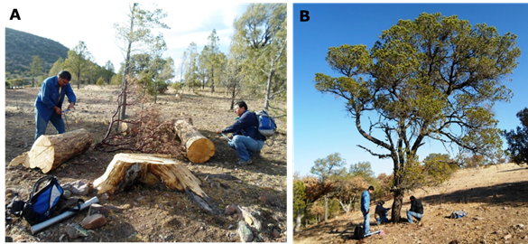 Impacto de Ips confusus Wood & Bright, 1992 en el incremento radial de ...