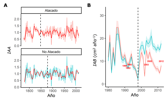 Impacto de Ips confusus Wood & Bright, 1992 en el incremento radial de ...