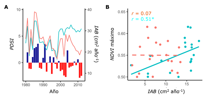 Impacto de Ips confusus Wood & Bright, 1992 en el incremento radial de ...