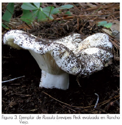 Modelos predictivos de la producción de hongos silvestres comestibles ...