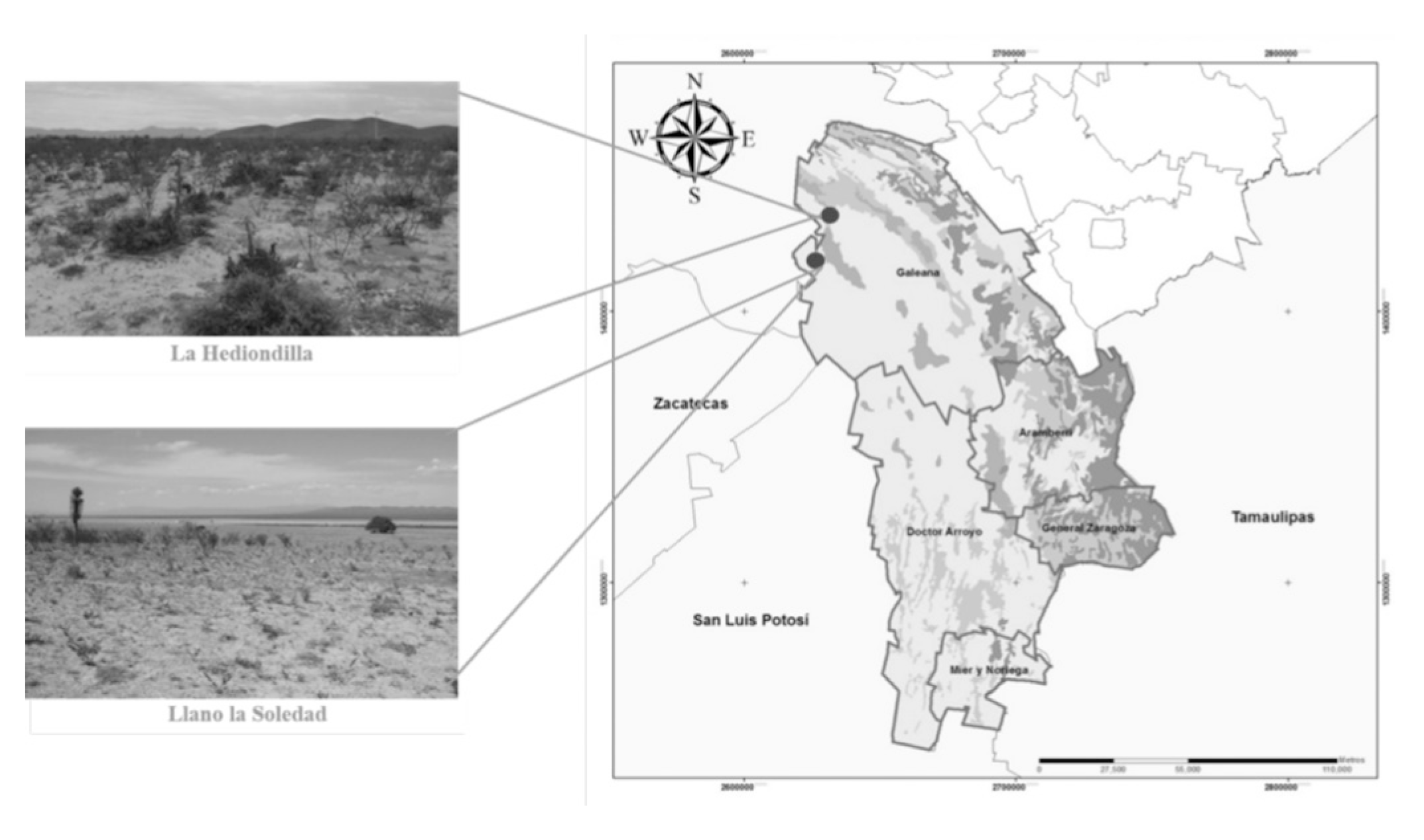 Composición florística y caracterización estructural del matorral ...