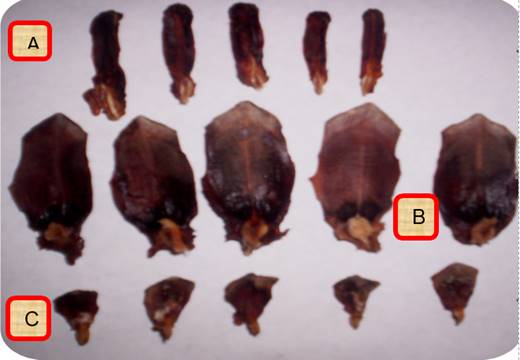 Producción de semilla y potencial biológico de tres especies de Pinus ...