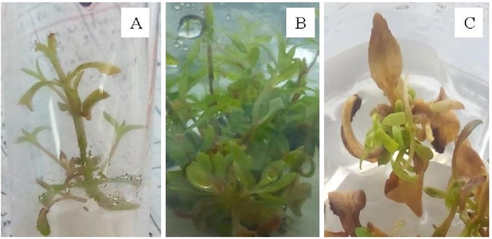 Propagación in vitro de Stevia rebaudiana y análisis preliminar de ...
