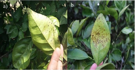 Principales enfermedades en cítricos
