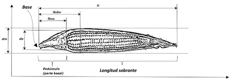 Propiedades dimensionales de las mazorcas para el diseño de máquinas