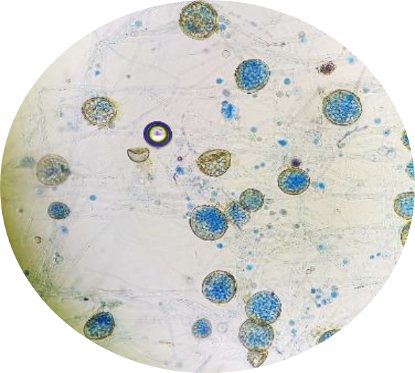 Primer reporte de Monascus purpureus en ensilaje de maíz avena ...