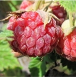 Propiedades fisicoquímicas de frutos silvestres de Rubus con potencial ...