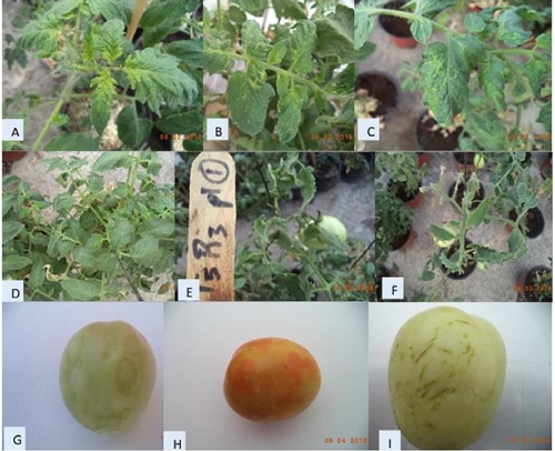 Evaluación de inductores de resistencia al TMV en tomate
