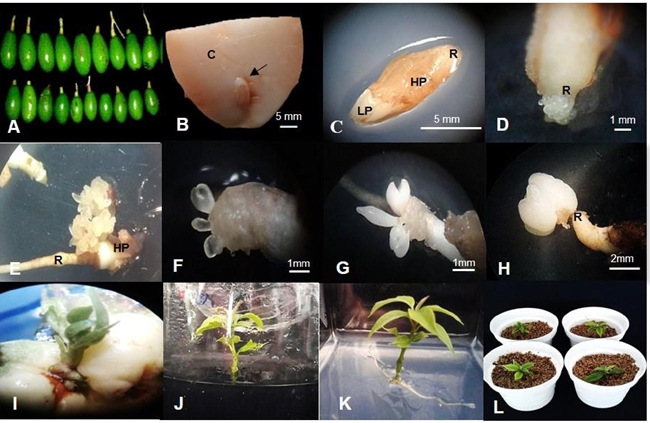 Embriogénesis y organogénesis de aguacate criollo mexicano
