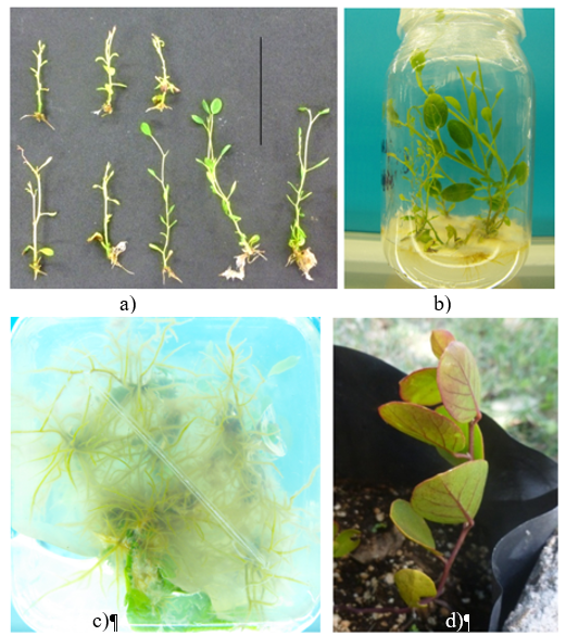 Micropropagación del alcaparro en medio semisólido y en biorreactores ...