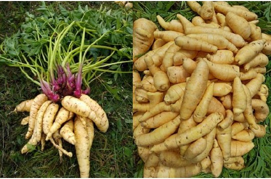 Agrosavia La 22: primera variedad de arracacha en Colombia