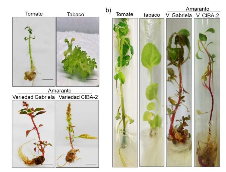Influencia de la luz en la generación de callos y el cultivo in vitro ...