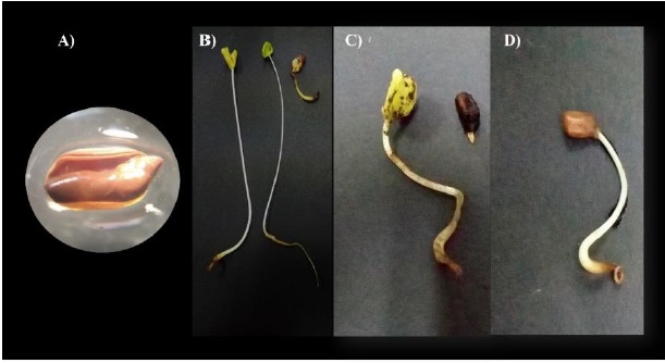 Efecto alelopático de Metopium brownei y Viguiera dentata sobre Senna ...