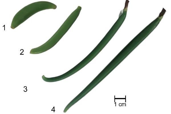 Presencia de metaxenia en frutos de 40 días pospolinzación en Vanilla ...