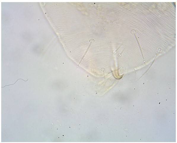 Primer registro de Oligonychus ilicis McGregor (Acari: Tetranychidae ...