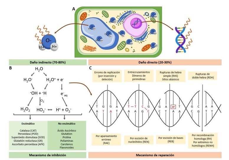 Mutagénesis por radiación gamma para mejora genética de plantas de ...