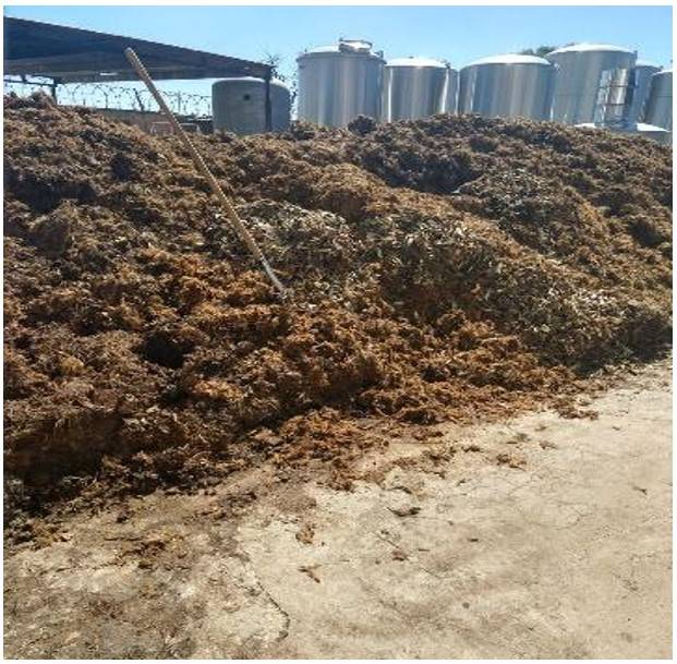 Bagazos de Agave tequilana, A. angustifolia y A. salmiana para cultivo ...