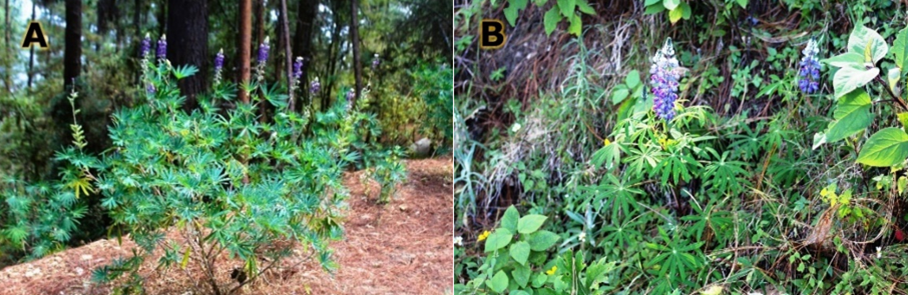 Micorrización de Lupinus spp. en vivero, para mejorar el desarrollo de ...