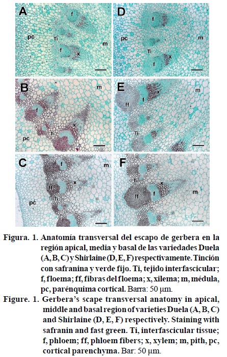 El CaCl2 en la vida florero de gerbera: pigmentos, fenoles, lignina y ...