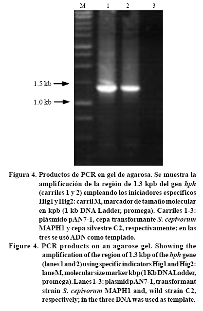 Transformación del hongo fitopatógeno Sclerotium cepivorum Berk ...