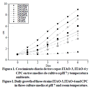 Caracterización de dos cepas de Pleurotus djamor nativas de Oaxaca, México