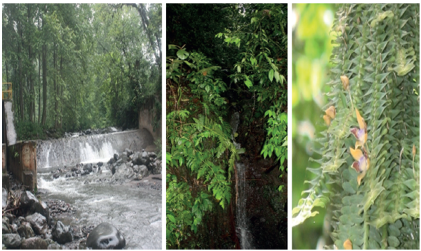 Sendero interpretativo de orquídeas y bromelias en Tepexilotla ...