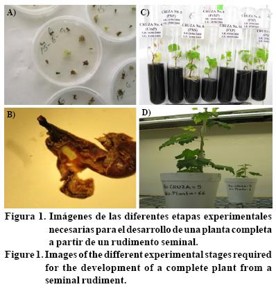 Desarrollo de nuevas variedades de uva (Vitis vinifera L.) sin semilla ...