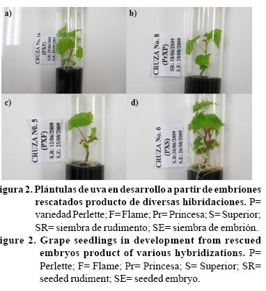Desarrollo de nuevas variedades de uva (Vitis vinifera L.) sin semilla ...