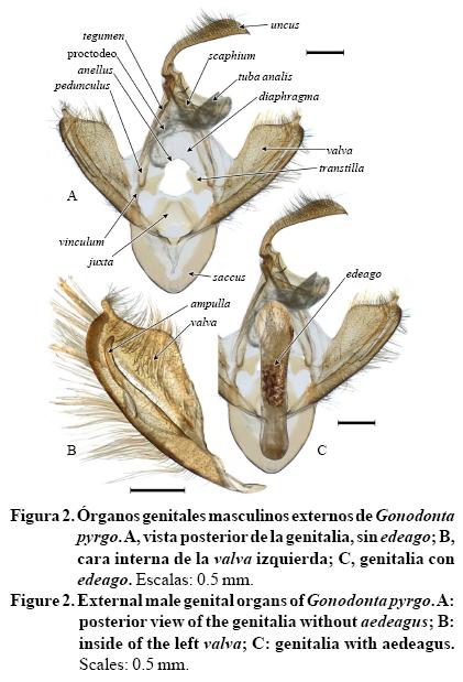 Identificación y descripción de genitales del macho