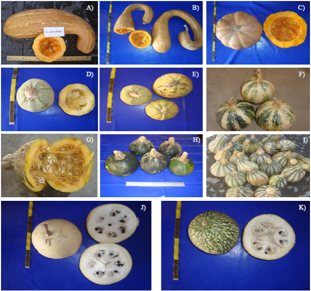 Diversidad morfológica de especies cultivadas de calabaza (Cucúrbita ...