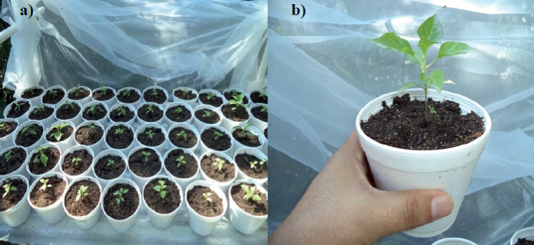 Germinación del chile amashito (Capsicum annuum L. var. Glabriusculum ...