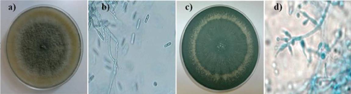 Efecto sinérgico de Trichoderma asperellum T8A y captan 50 ® contra ...