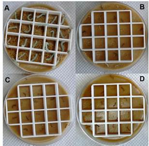 Aislados nativos de Bacillus thuringiensis del sureste de México