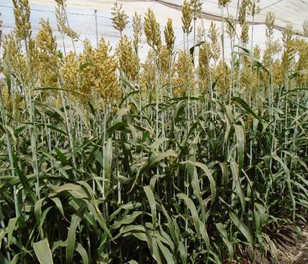 Vcs Tornasol Cultivar De Sorgo Blanco Forrajero Para El Estado De Sinaloa