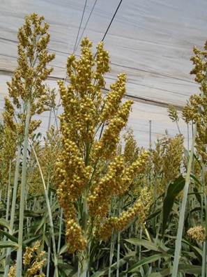 Vcs Tornasol Cultivar De Sorgo Blanco Forrajero Para El Estado De Sinaloa