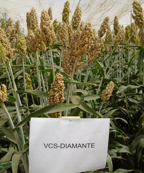 VCS-Diamante: cultivar de sorgo blanco para el estado de Sinaloa