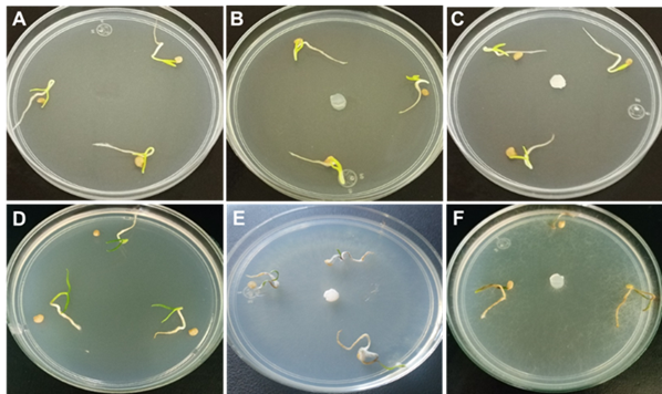 Antagonistic activity of Pseudomonas donghuensis and Bacillus subtilis ...